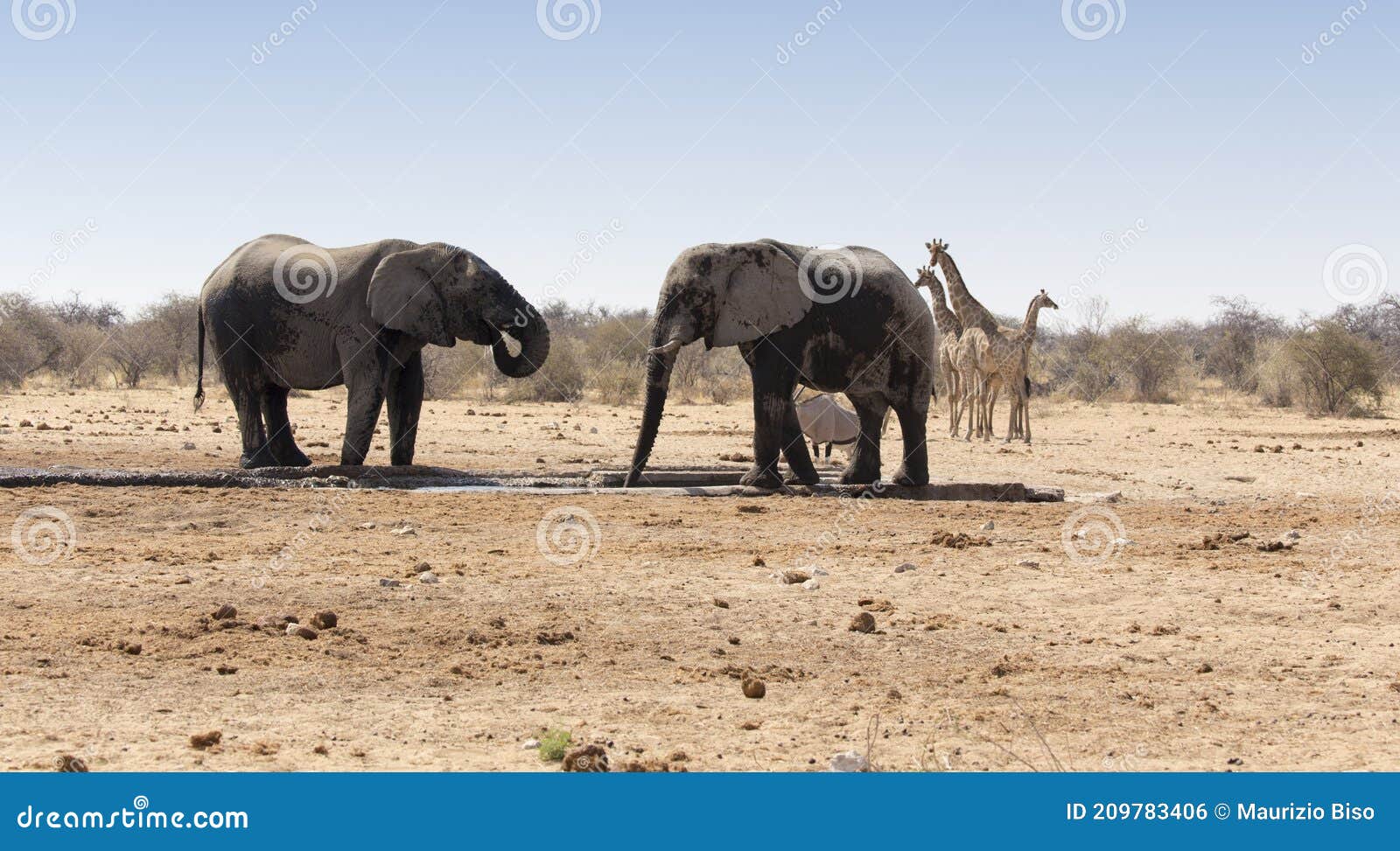 A View of Elephant in Namibia Stock Photo - Image of desert, damaraland ...