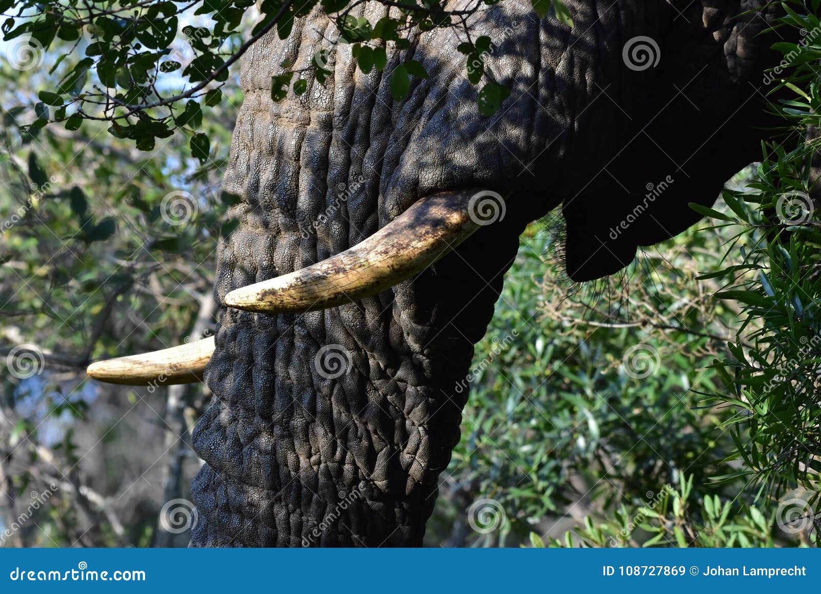 Elephant Tusks Royalty-Free Stock Photo | CartoonDealer.com #23786181