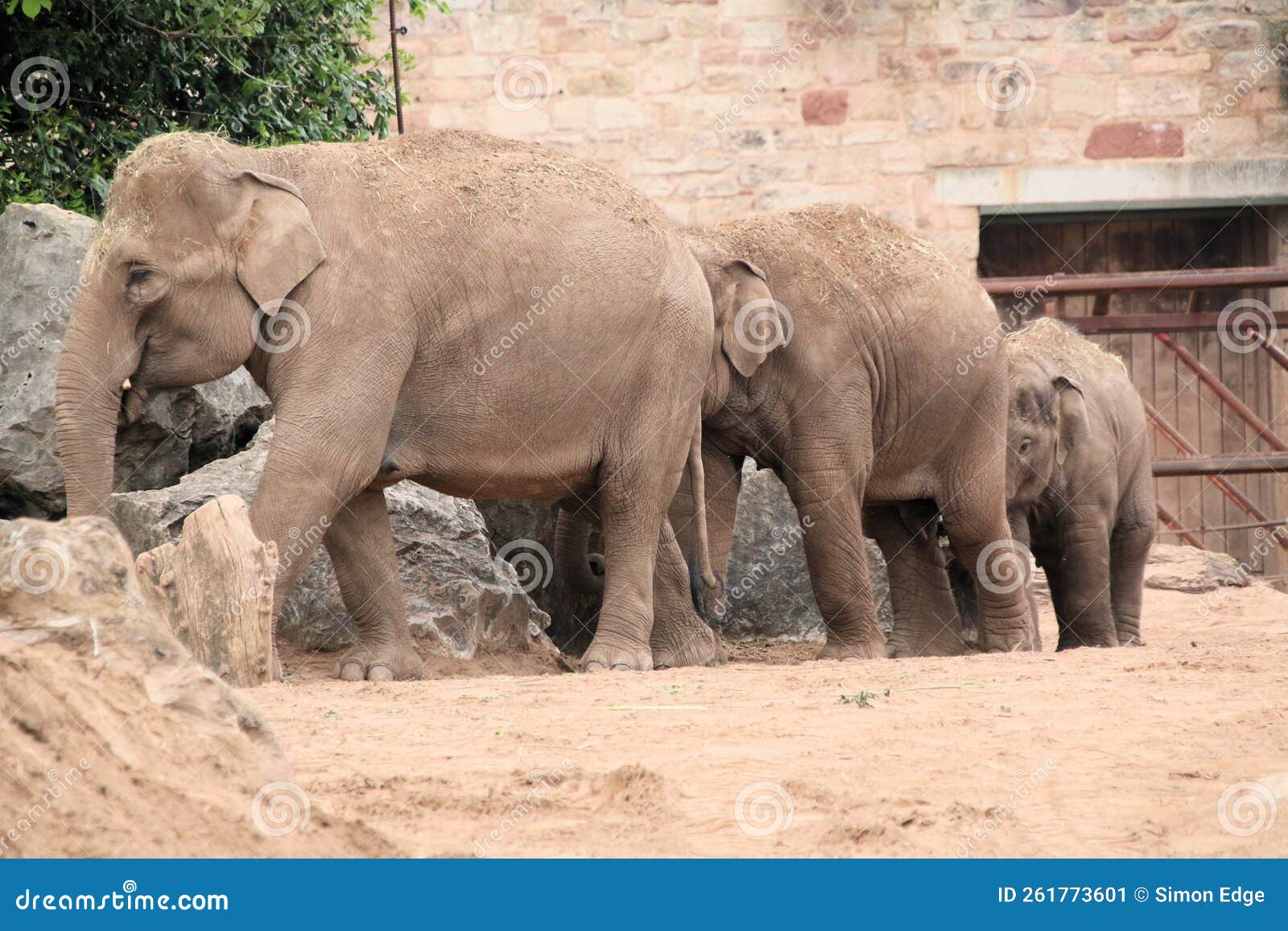 A view of an Elephant stock image. Image of panda, natural - 261773601