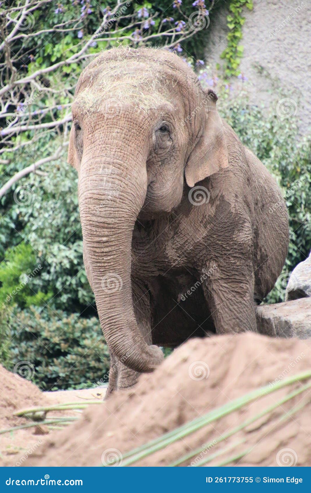 A view of an Elephant stock image. Image of ring, groundsome - 261773755