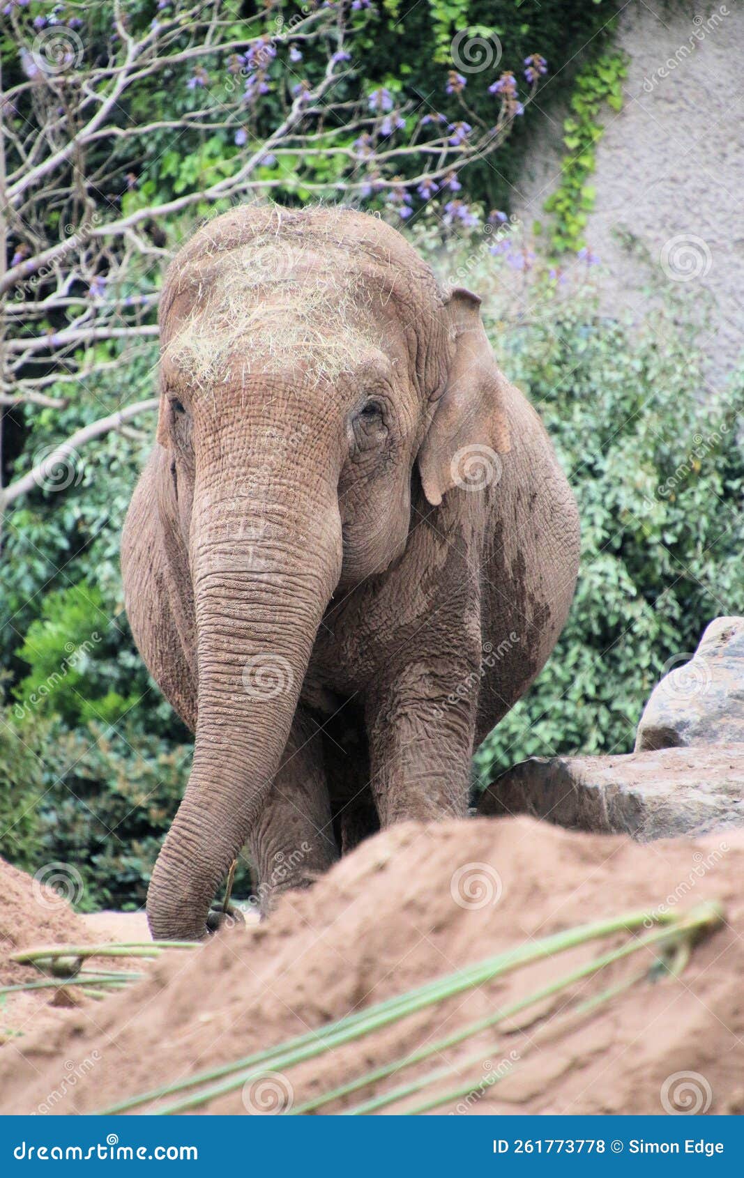A view of an Elephant stock photo. Image of tapir, pigs - 261773778