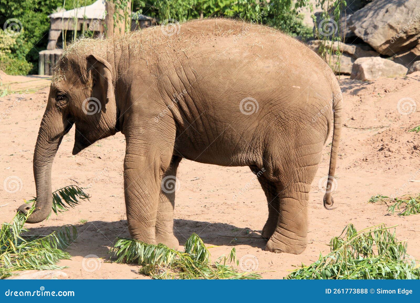 A view of an Elephant stock photo. Image of river, lemu - 261773888