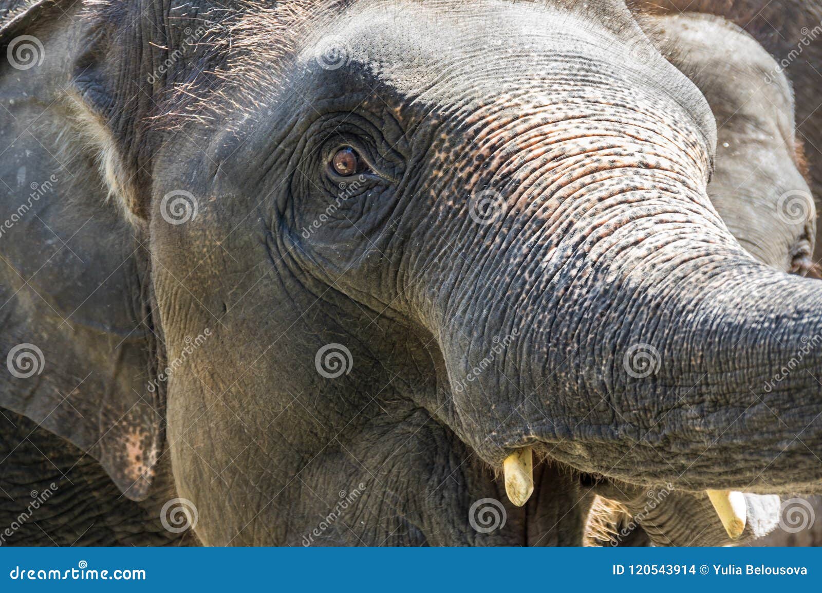 View of elephant stock photo. Image of travel, landscape - 120543914