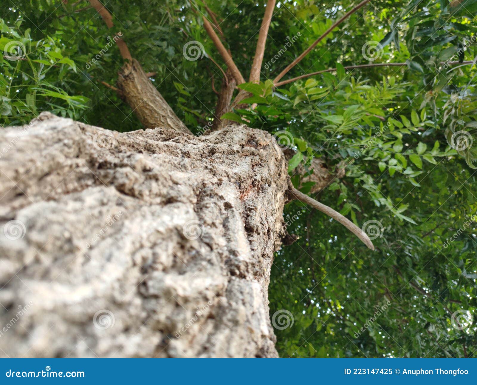 View of the Elevation of the Neem Tree Stock Image - Image of jungle ...