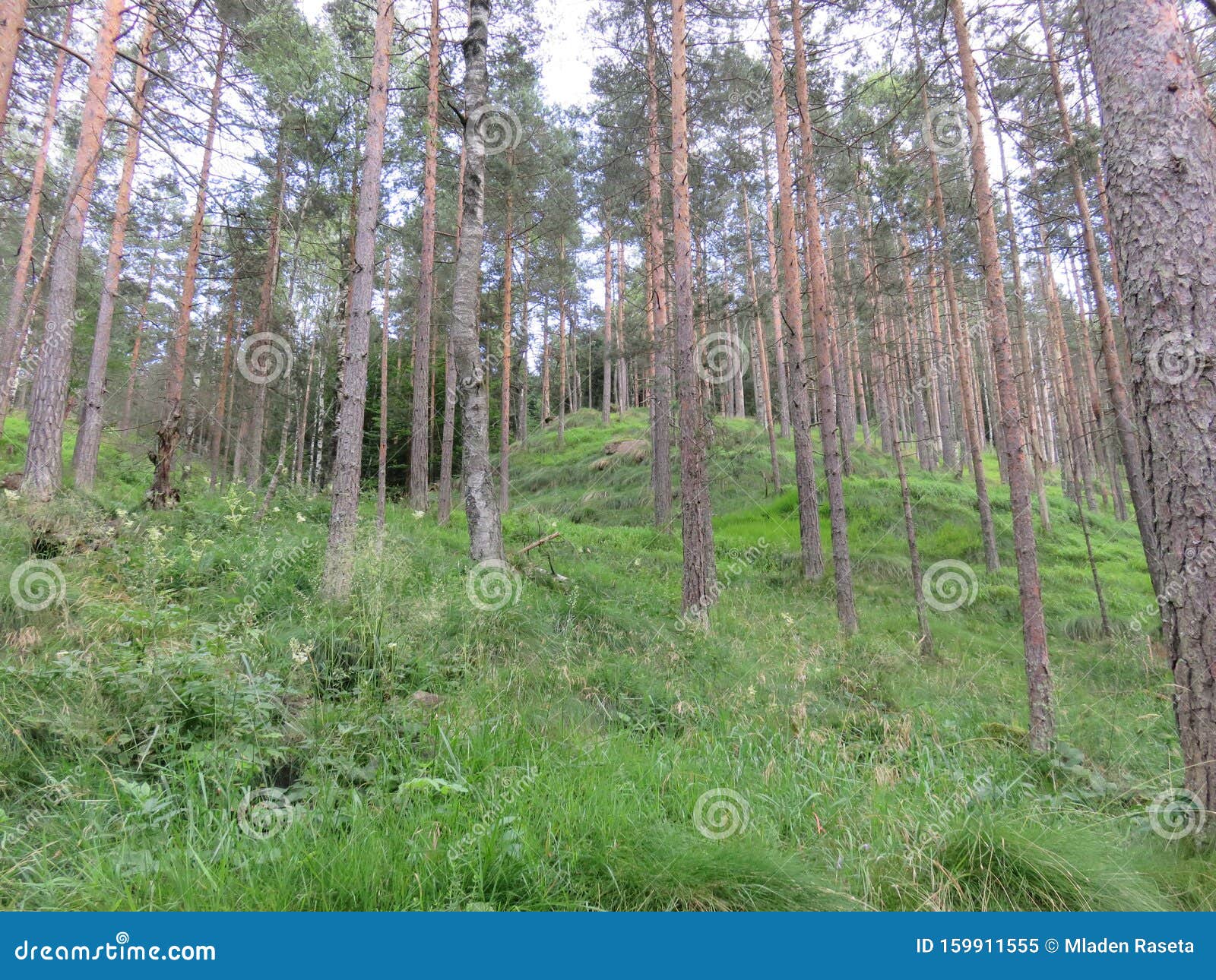 A View of Elevation with Tree Trunks Stock Image - Image of landscapes ...