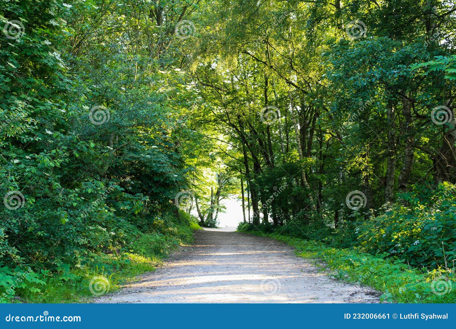 View of Empty Pathway in Forest with Plants and Trees Foliage Stock ...