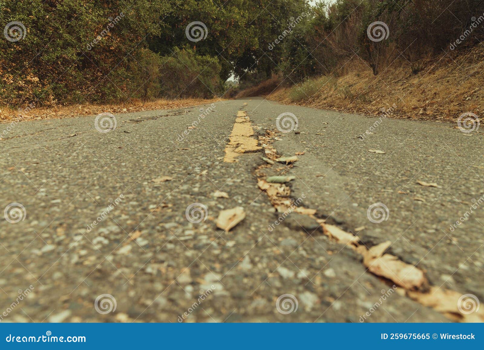 View of an Empty Road through a Forest with Trees and Dry Grass Stock ...