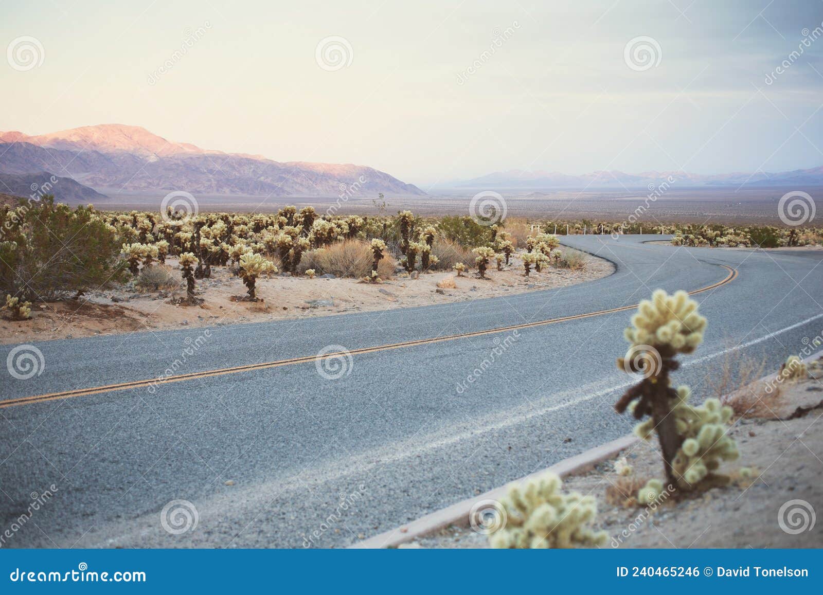 Cholla road stock photo. Image of highway, park, dawn - 240465246
