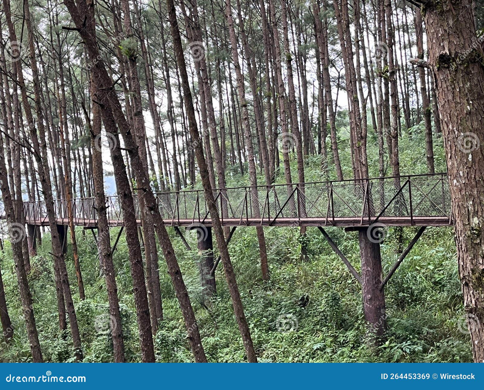 View of an Empty Walkway in the Woods. Umiam Lake, India Editorial ...