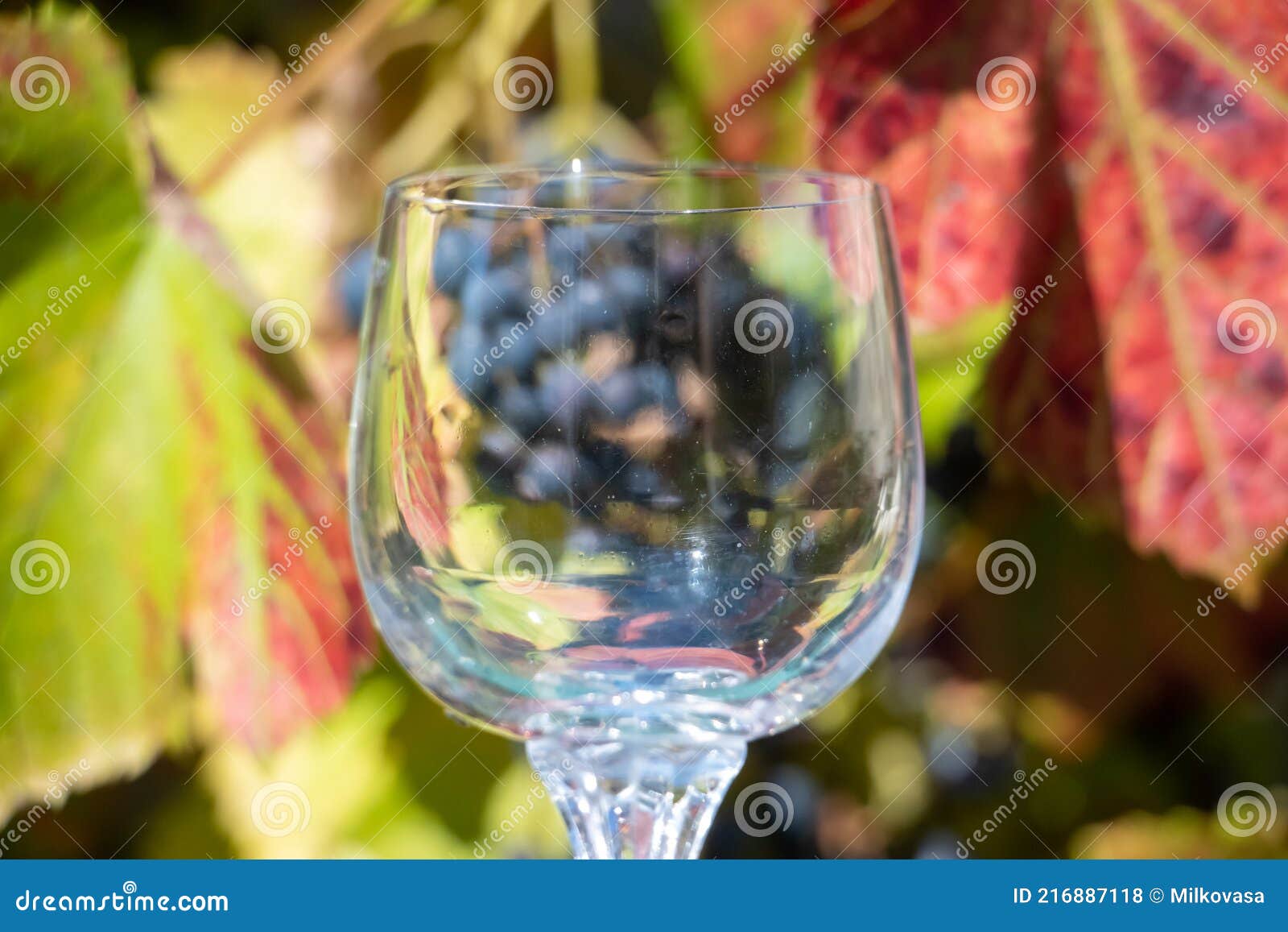View through an Empty Wine Glass on the Grapes in the Vineyard Stock ...