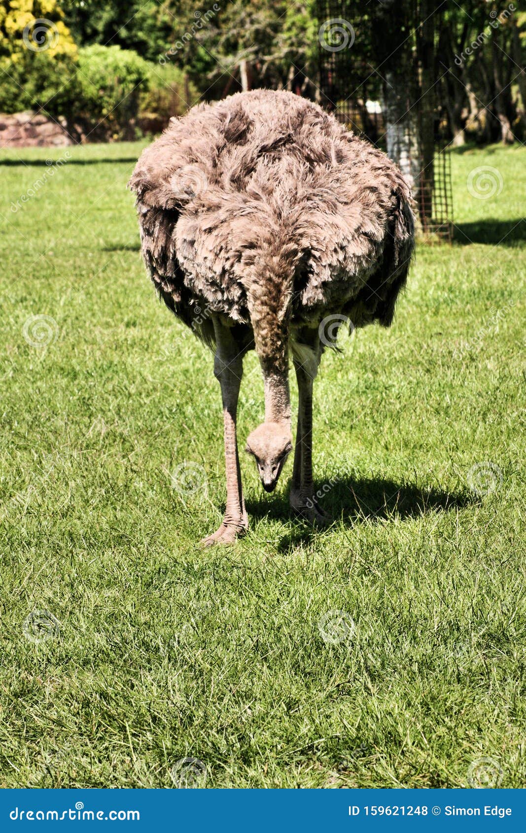 A view of an Emu stock photo. Image of nature, legs - 159621248