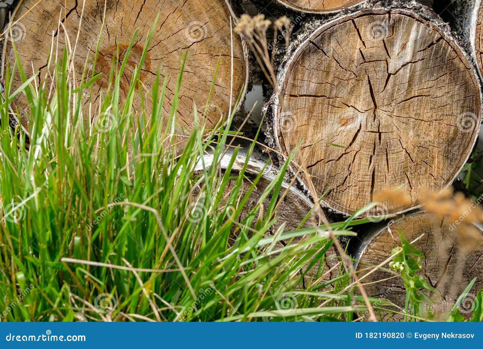 View of the Ends of Birch Logs Lying on Top of Each Other Behind Green ...