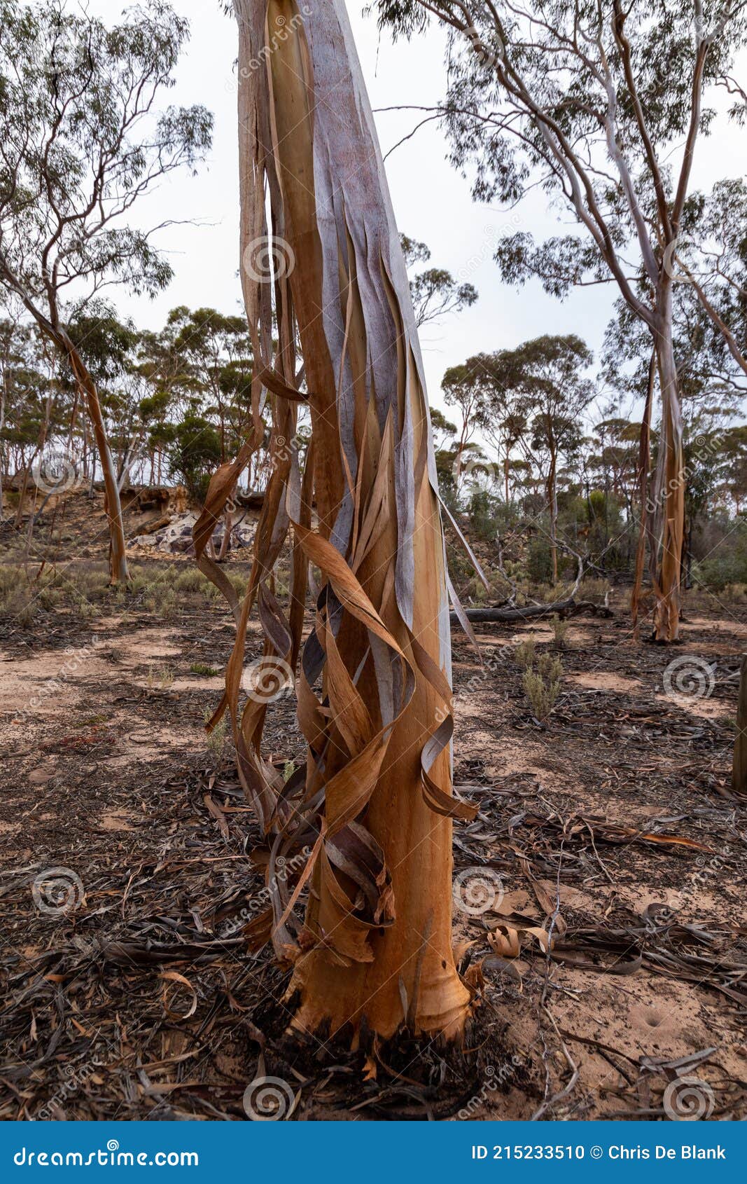 View of Eucalyptus Sheathiana Shedding Bark Goldfields Region WA Stock ...