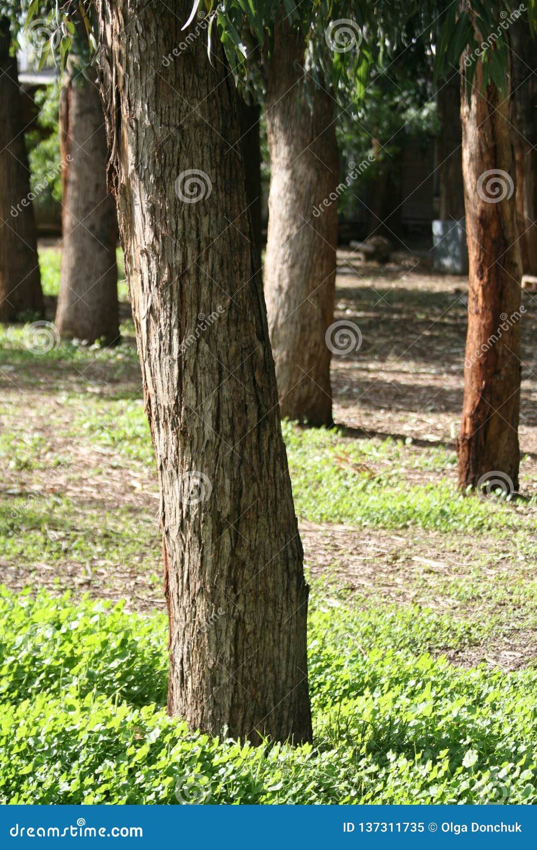 Eucalyptus Tree Trunks in the Sunlight Stock Image - Image of shadow ...