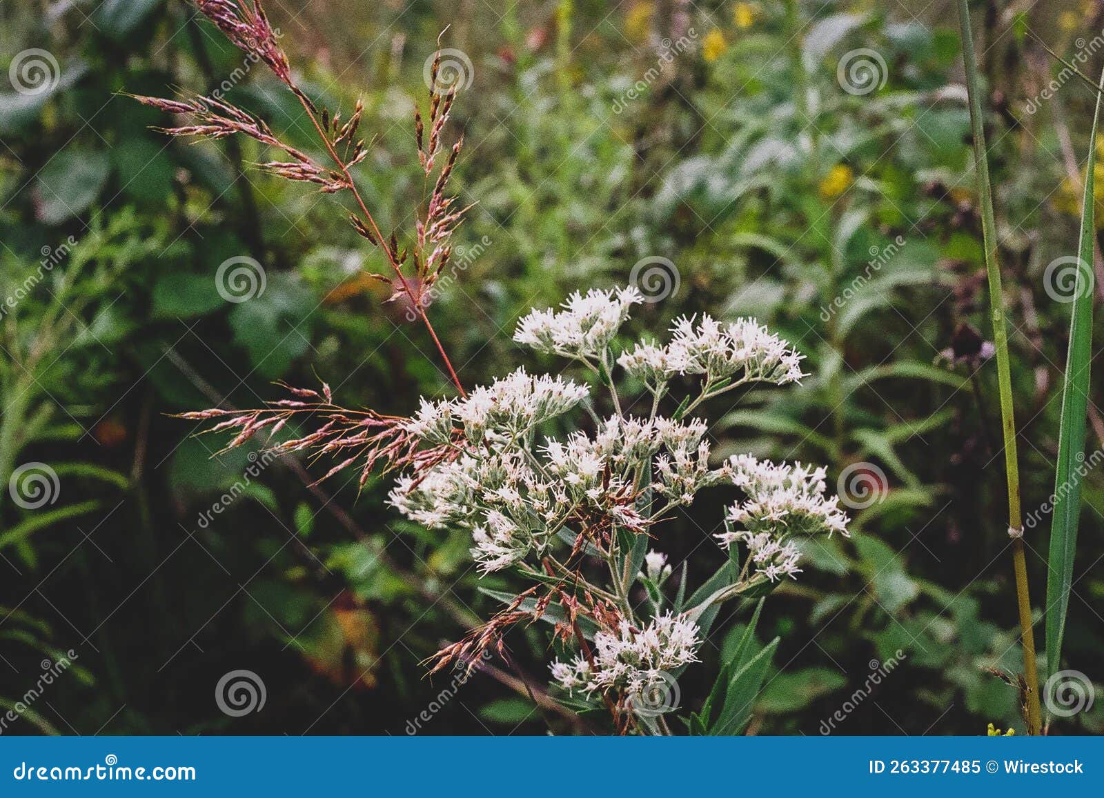 View of Eupatorium Fortunei Floral Plant Blooming in the Greenery Stock ...