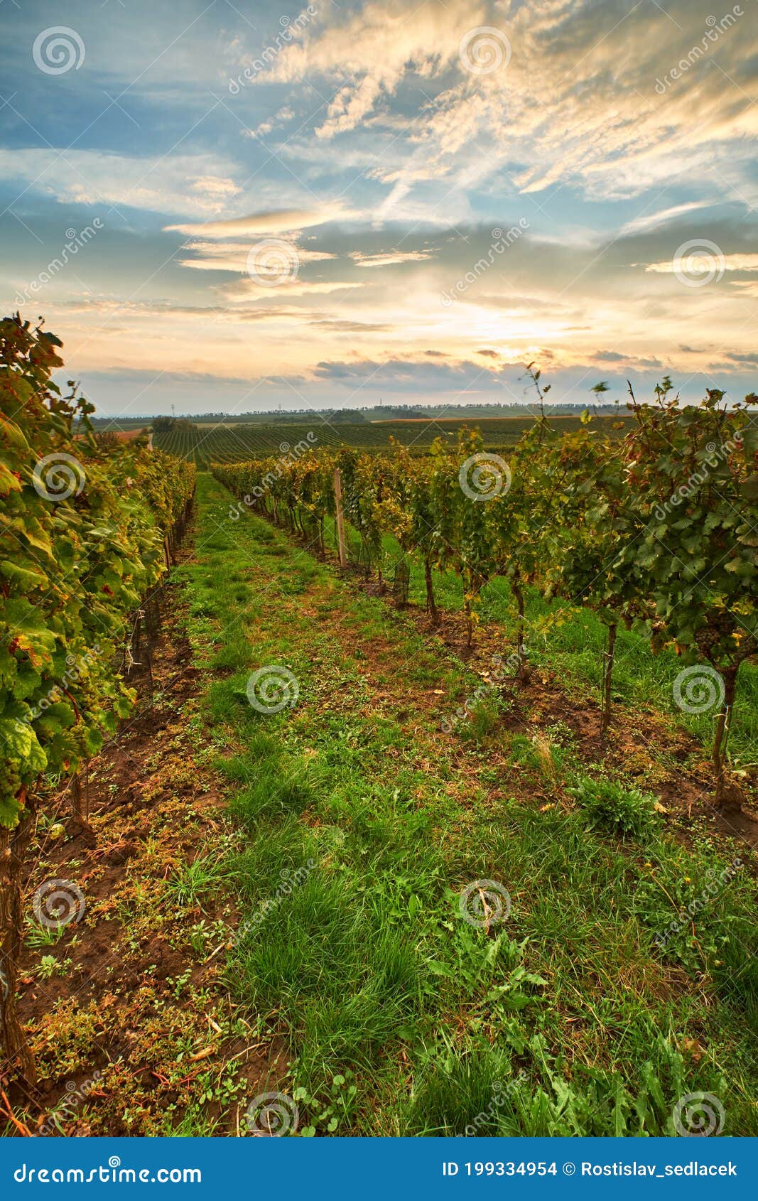 View of the vineyards stock photo. Image of grapevine - 199334954