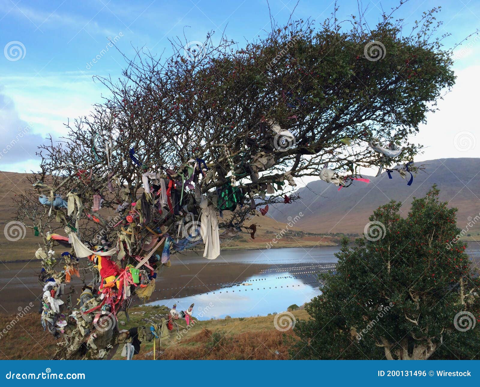 View of the Fairy Tree at the Hill of Tara, Ireland Stock Photo - Image ...
