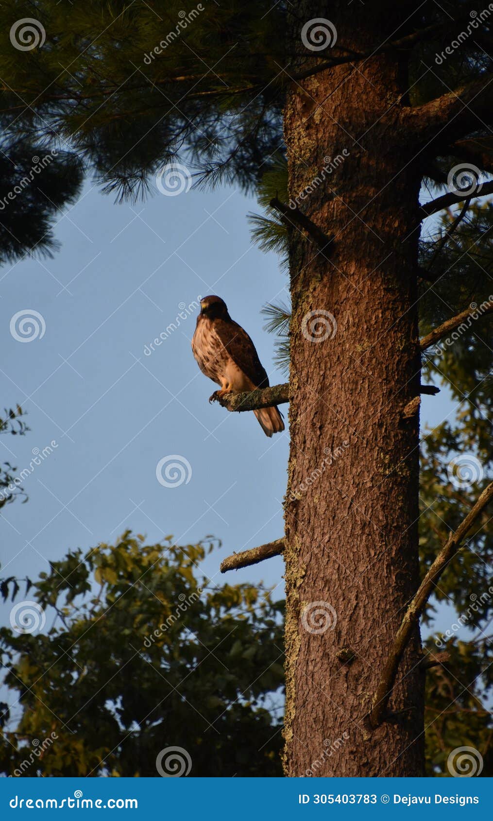 View of a Falcon on a Tree Limb Stock Image - Image of raptor, prey ...