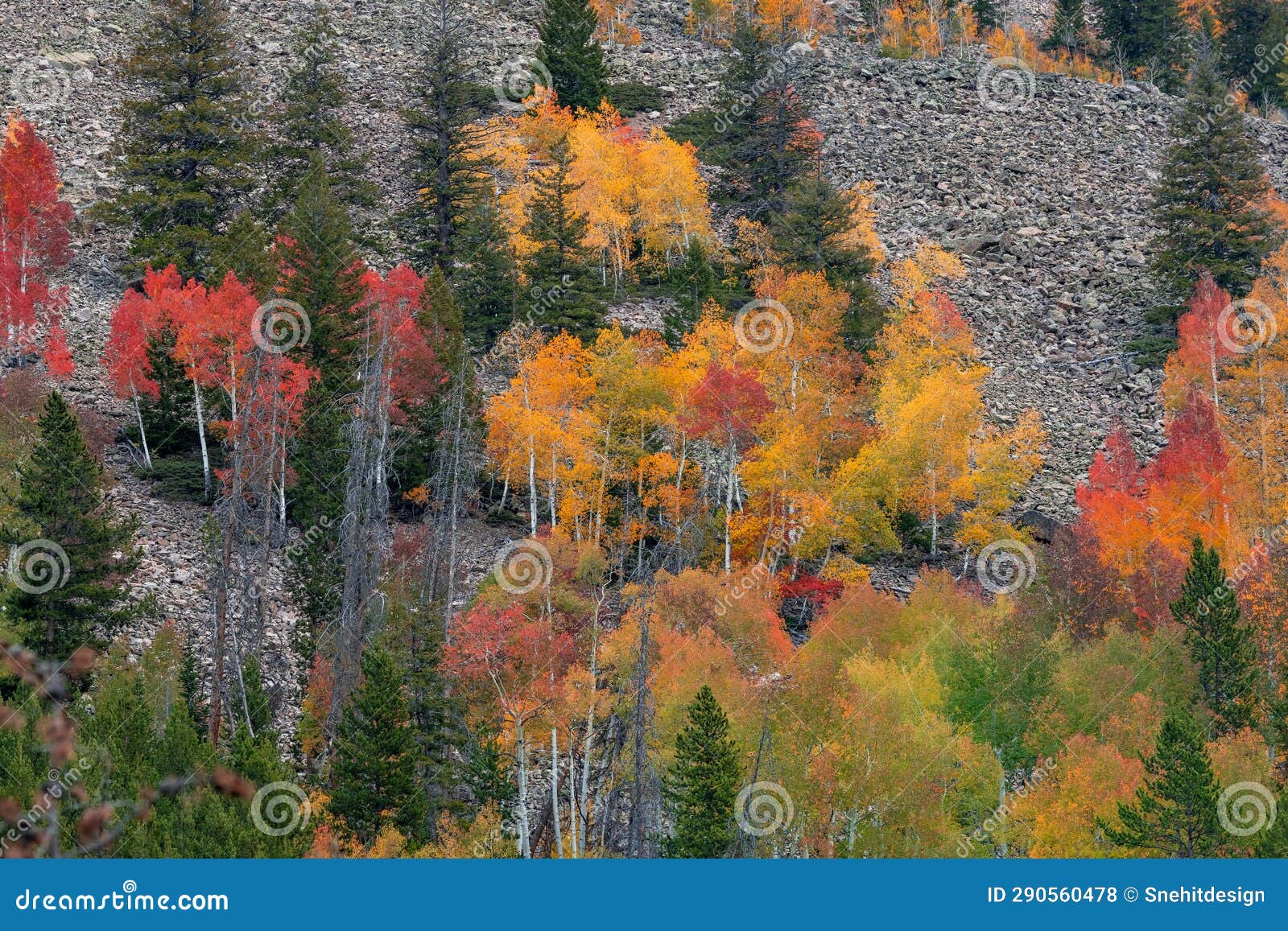 Fall Foliage at Foot Hills in Wasatch Cache National Forest, Utah Stock ...