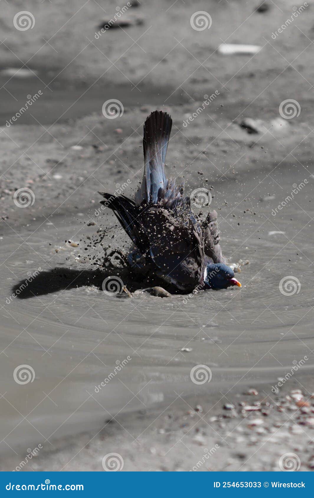 View of Fallen Pigeon on Muddy Water, Close-up Vertical Stock Image ...