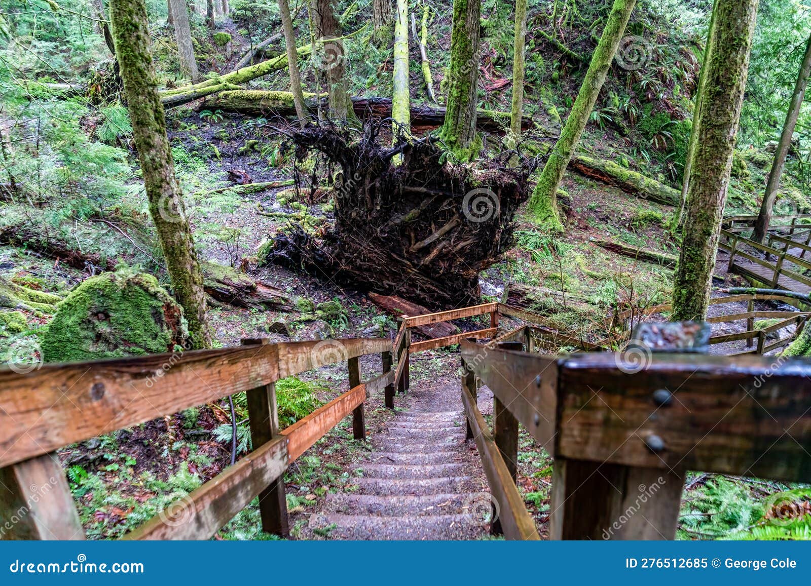 Twin Falls Trail Tree 2 stock image. Image of hiking - 276512685