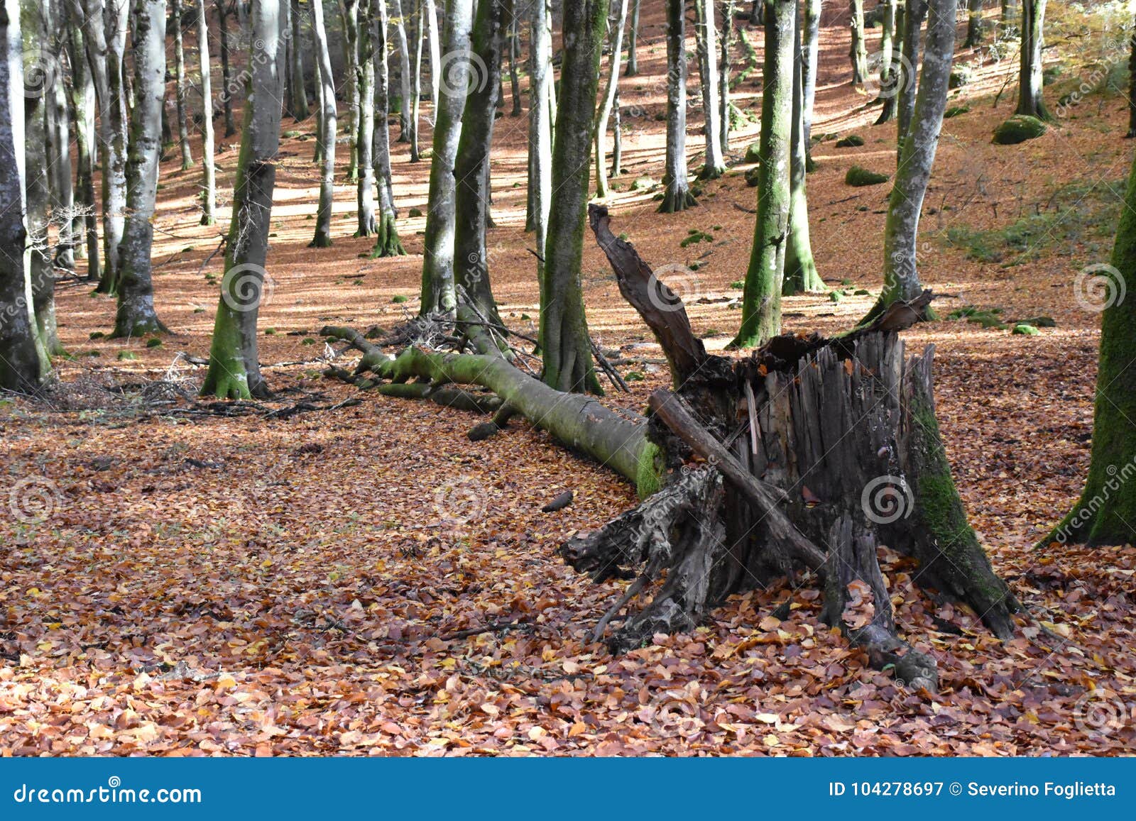 View of Fallen Tree with Broken Trunk Stock Image - Image of trunk ...
