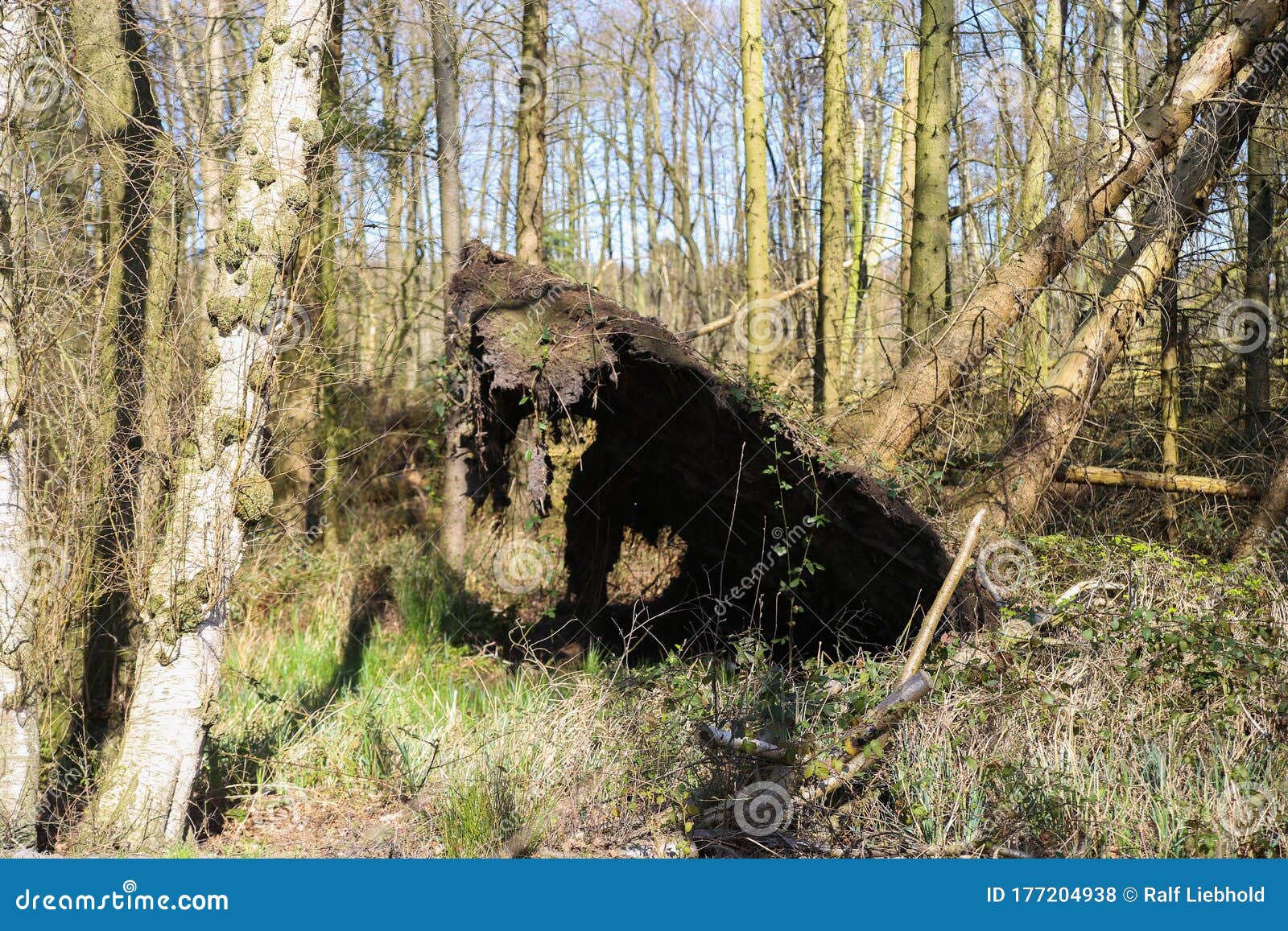 View on Fallen Tree after Storm with Flat Dry Weak Roots in German ...