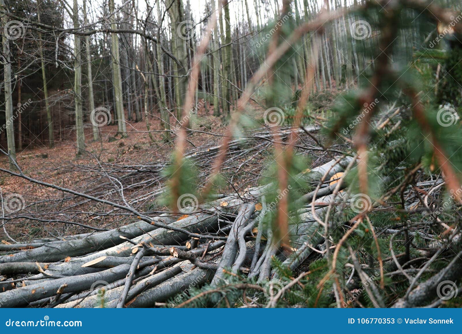 View on Fallen Trees Across Branches of Spruce Stock Image - Image of ...
