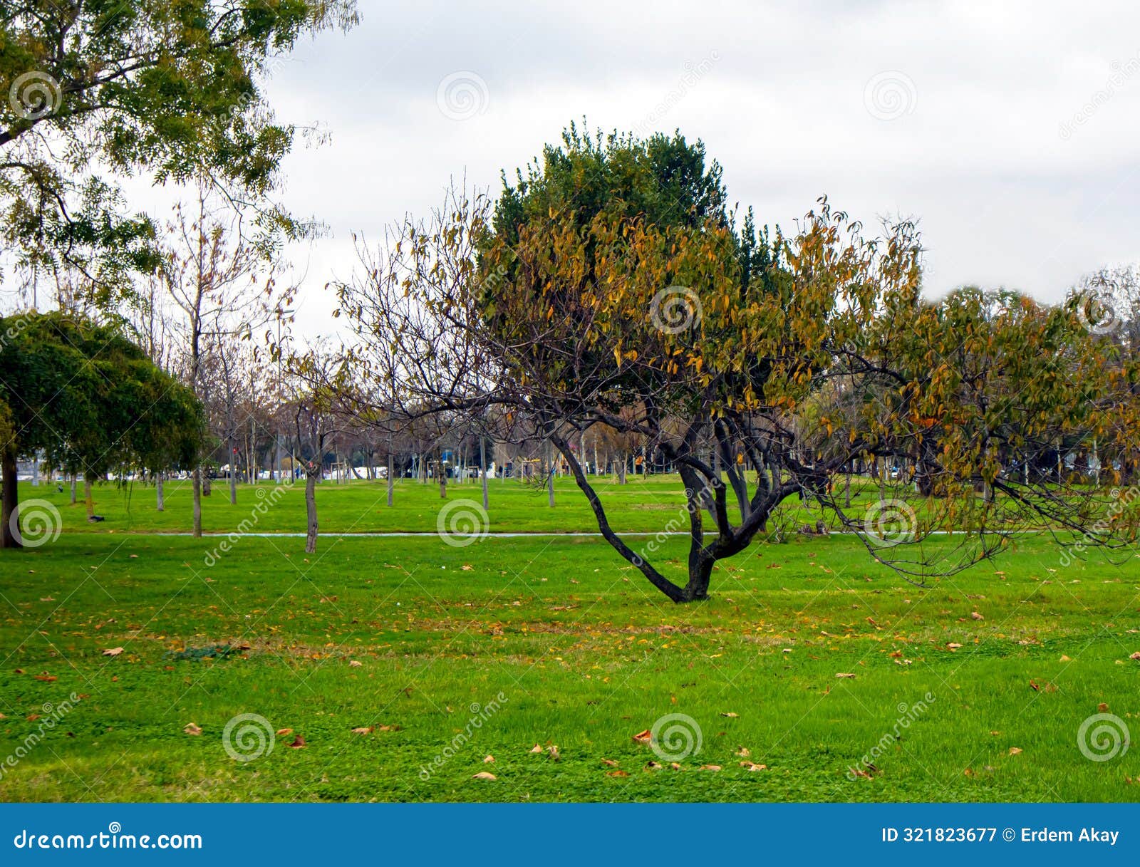 View of Falling Leaves on the Grassy Fields, Trees in the City Park in ...