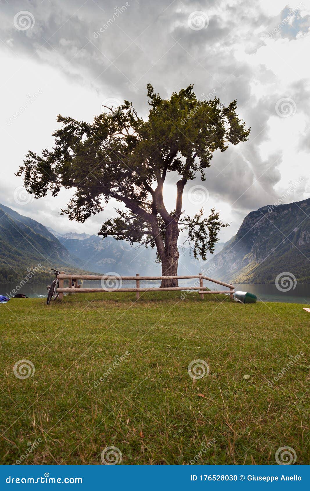 Famous Tree Of Tule In Oaxaca Mexico Royalty-Free Stock Photography ...