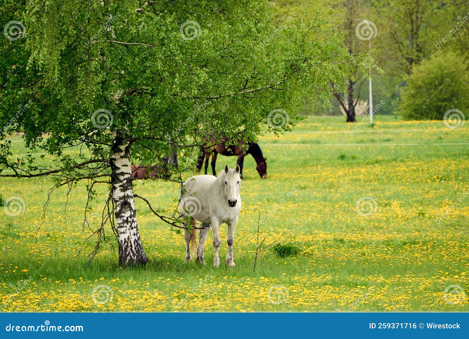 View of Farm Horses Grazing in the Meadow before the Trees Stock Photo ...