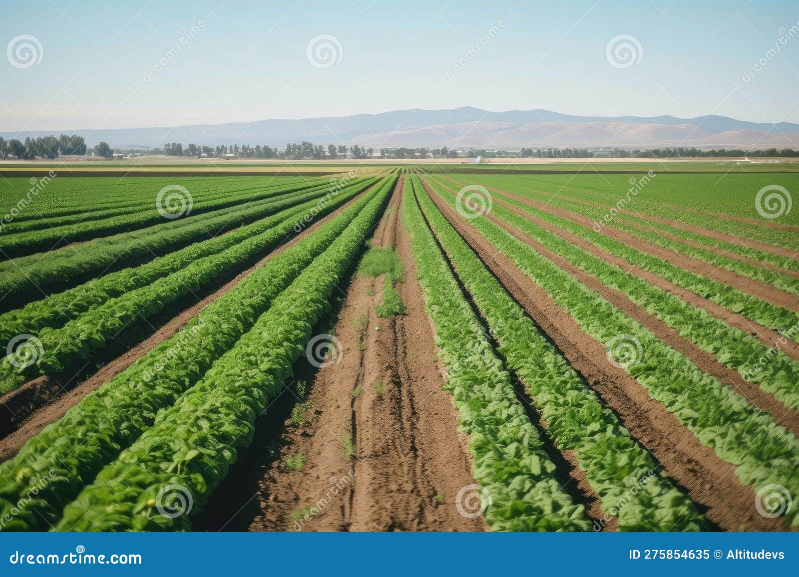 A View of a Farm, with Rows of Crops Growing in the Fields Stock ...
