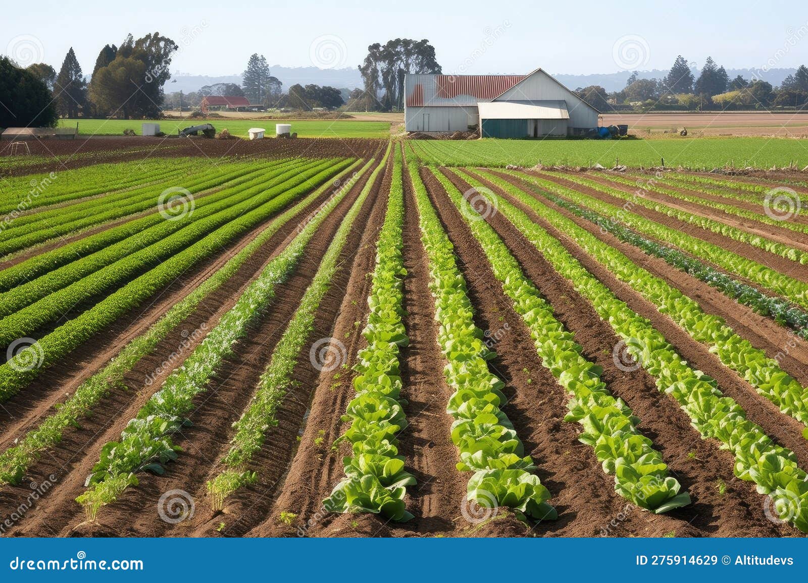 A View of a Farm, with Rows of Crops Growing in the Fields Stock Image ...