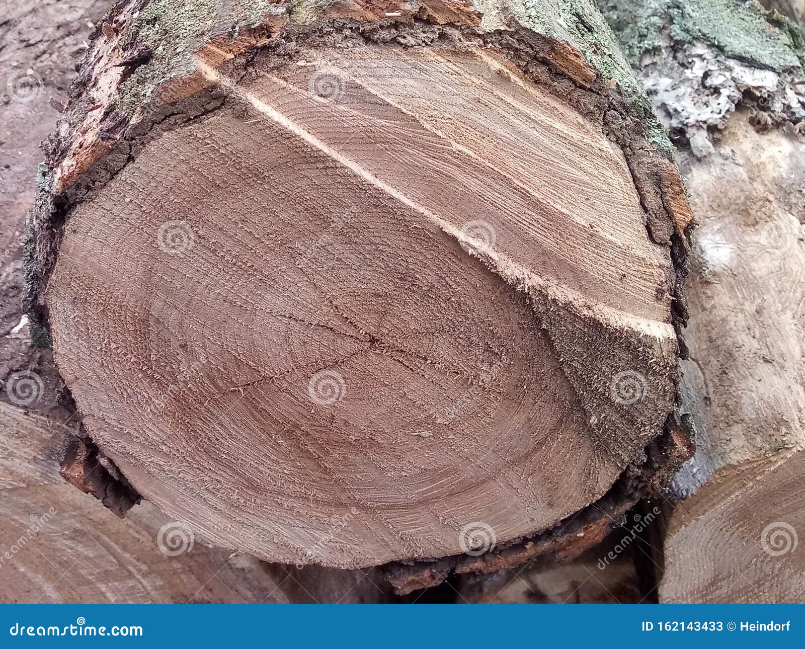 A Felled Oak, Trunk Section with Annual Rings Stock Image - Image of ...