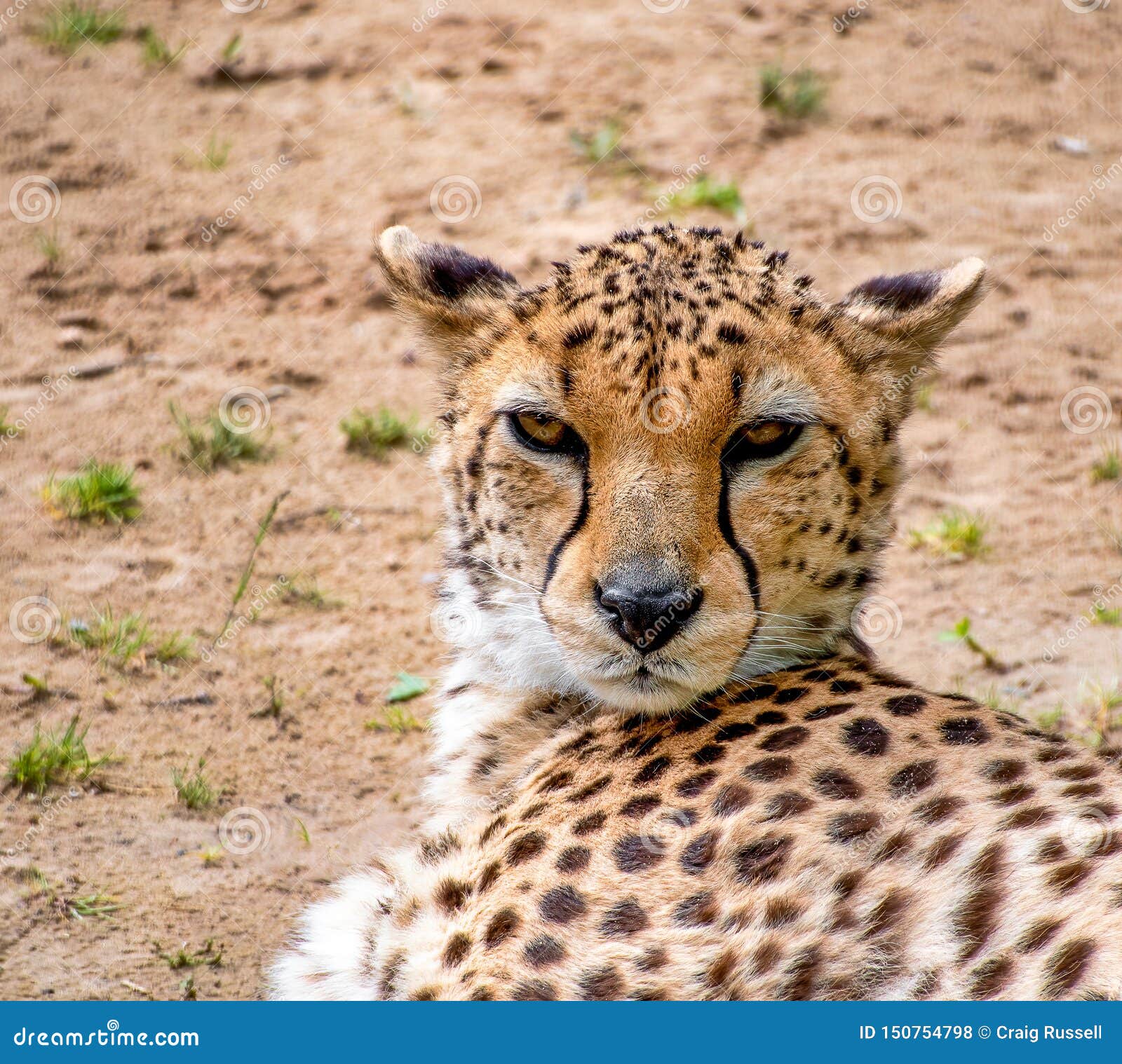 View of a Female Cheetah`s Head Stock Photo - Image of watching ...