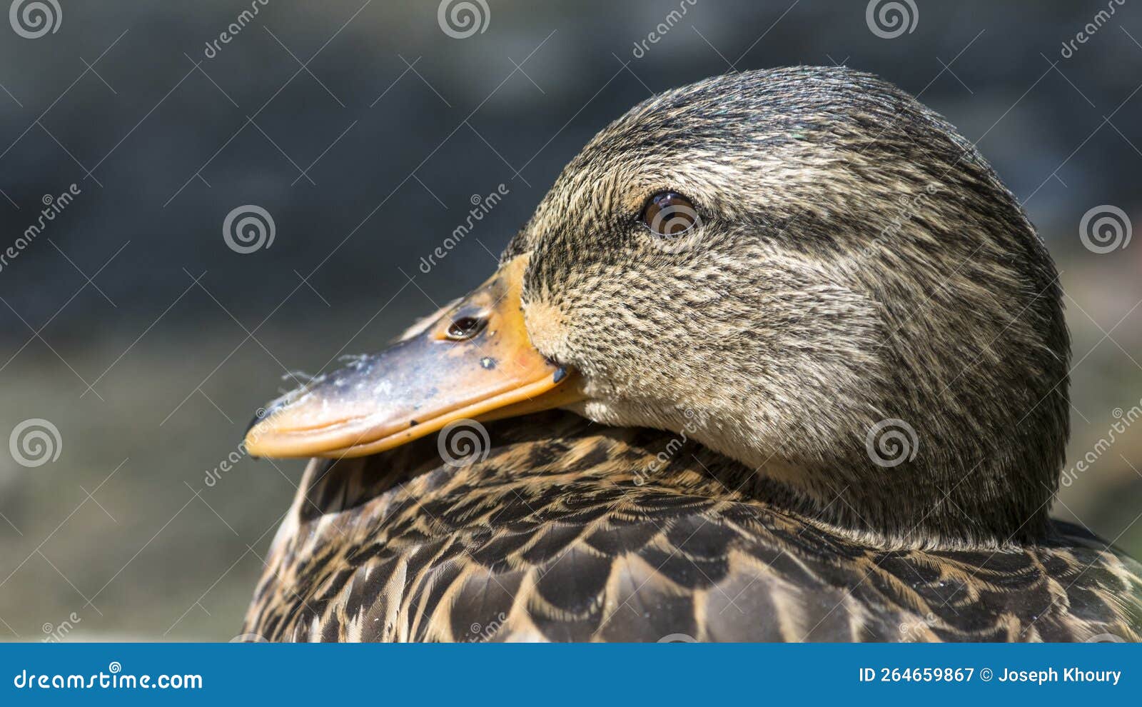 Portrait Of A Female Mallard Duck Anas Platyrhynchos Stock Image