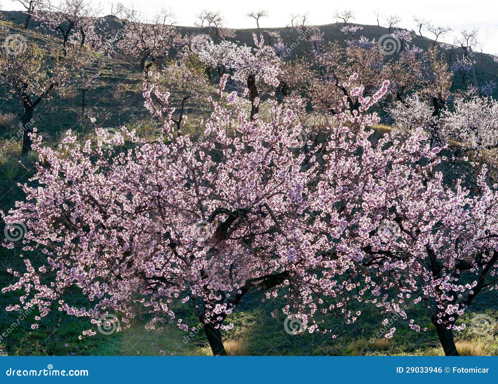 View of a Field of Almond Trees Stock Photo - Image of huercal, murcia ...