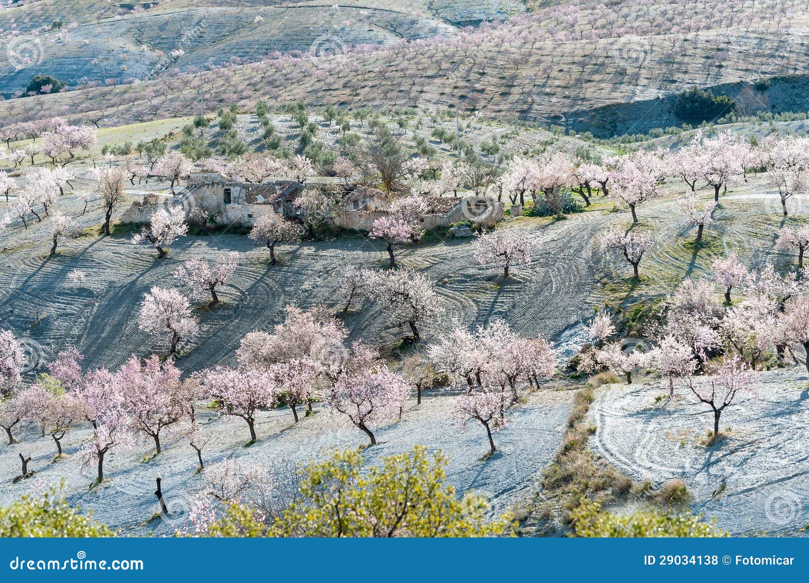 View of a Field of Almond Trees Stock Photo - Image of foliage ...