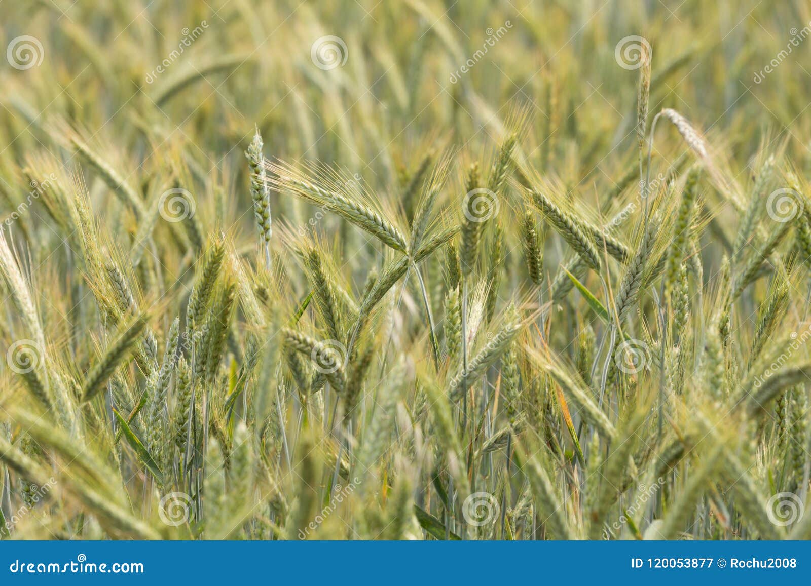 Field of grain / landscape stock image. Image of grass - 120053877