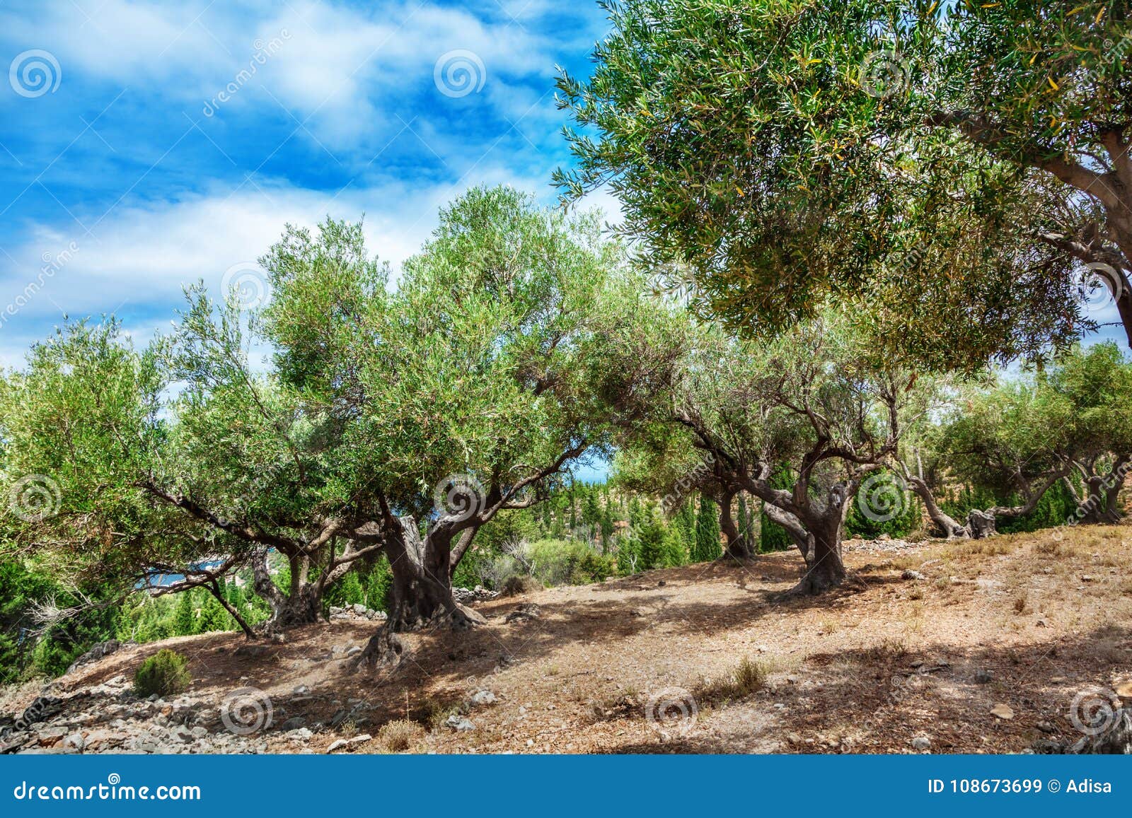 Olive trees stock image. Image of scenery, field, agriculture - 108673699