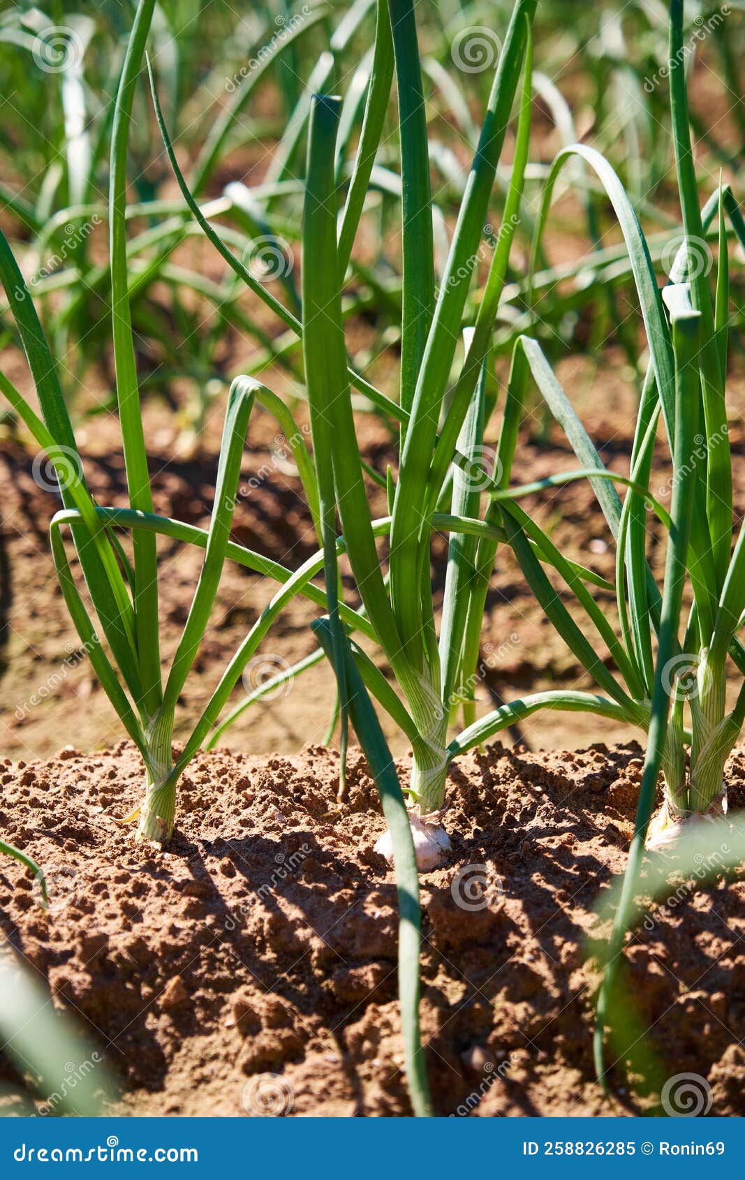 View of the Field with Rows of Green Onions Stock Image - Image of ...