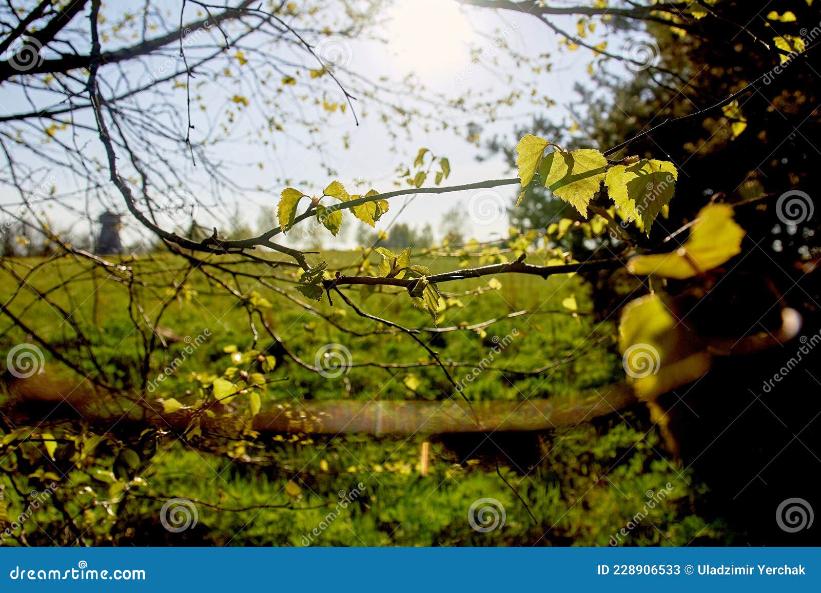 Morning in the Countryside, View of the Field through the Trees Stock ...