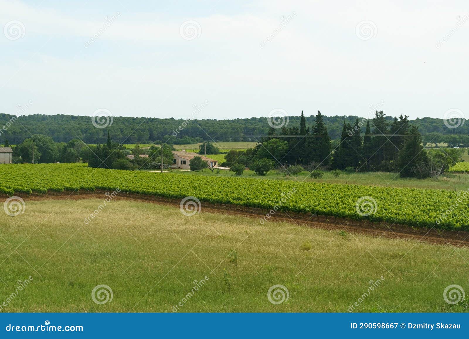 View of a Field with a Vineyard, Farm and Forest Stock Image - Image of ...
