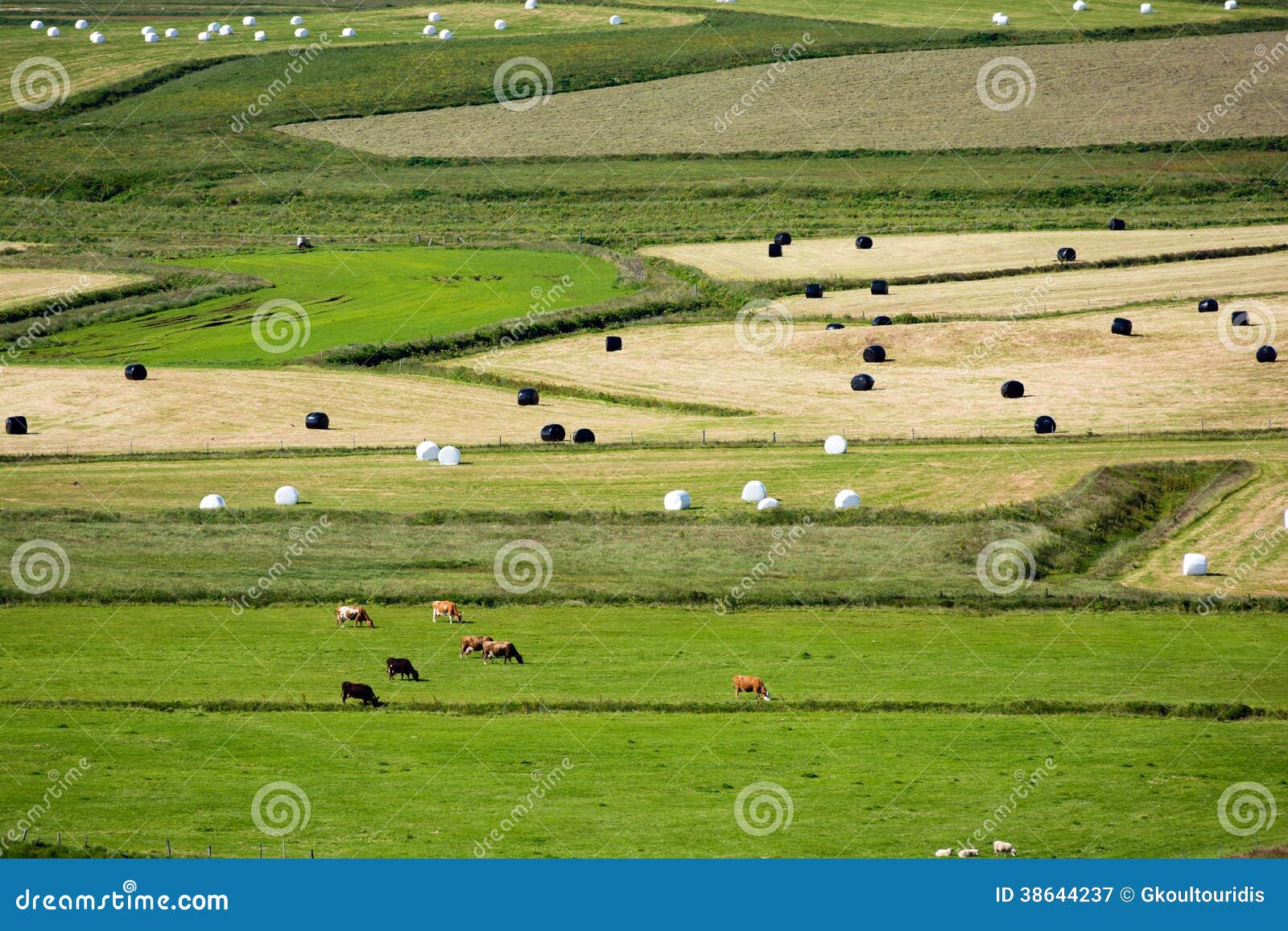 View of Fields and Cattle from Above Stock Image - Image of iceland ...