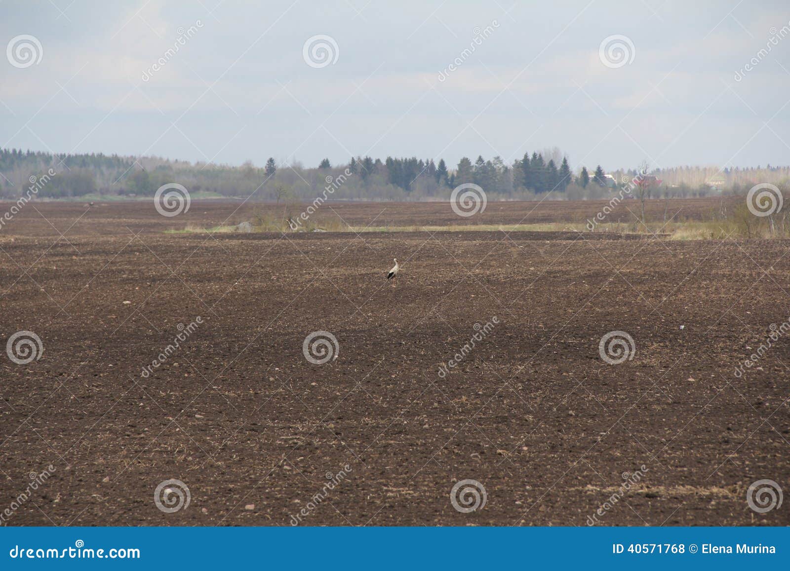 View Fields in the Center of the Stork Stock Photo - Image of center ...