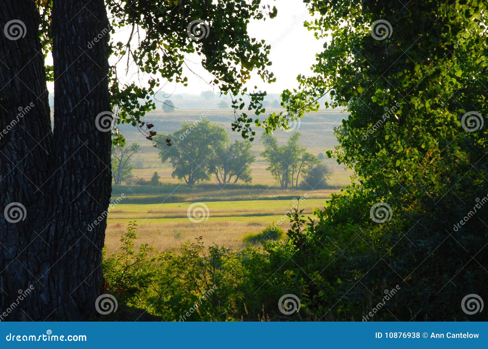 View of Fields and Prairie through Trees Stock Photo - Image of green ...