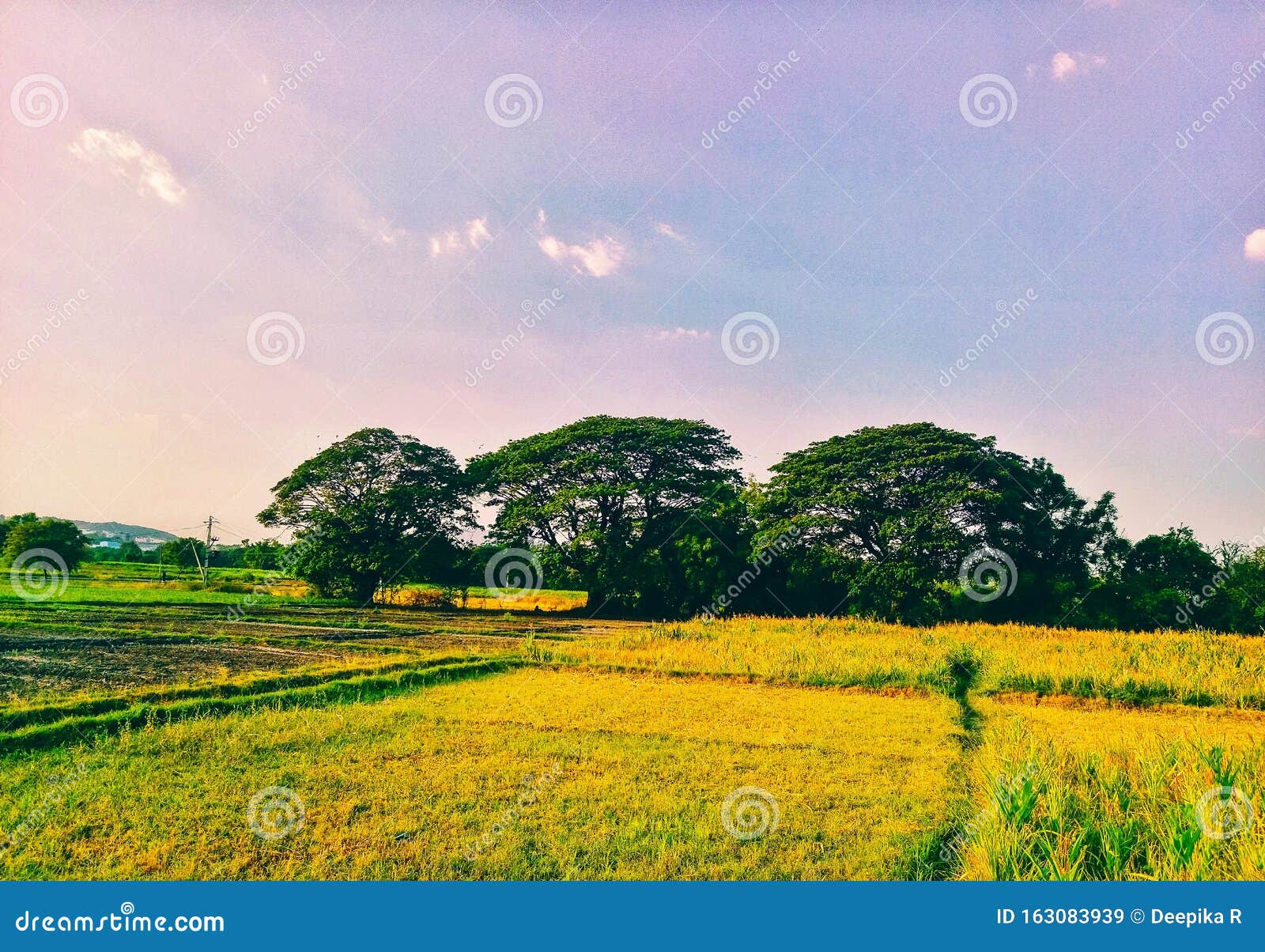 A Beautiful View of a Farmland on a Countryside of India Stock ...