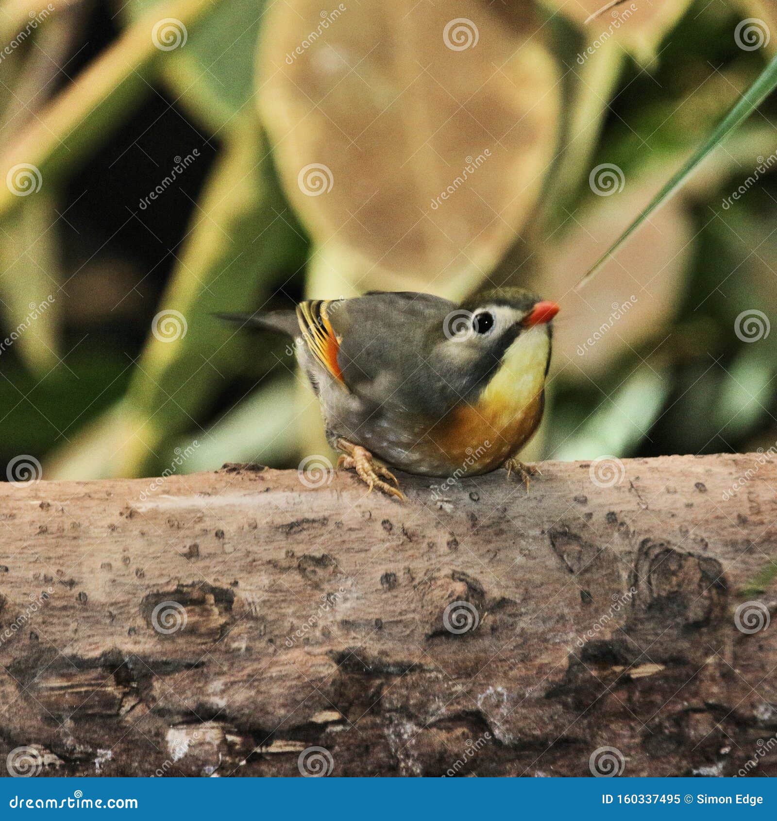 A View of a Finch in a Tree Stock Image - Image of bird, natural: 160337495