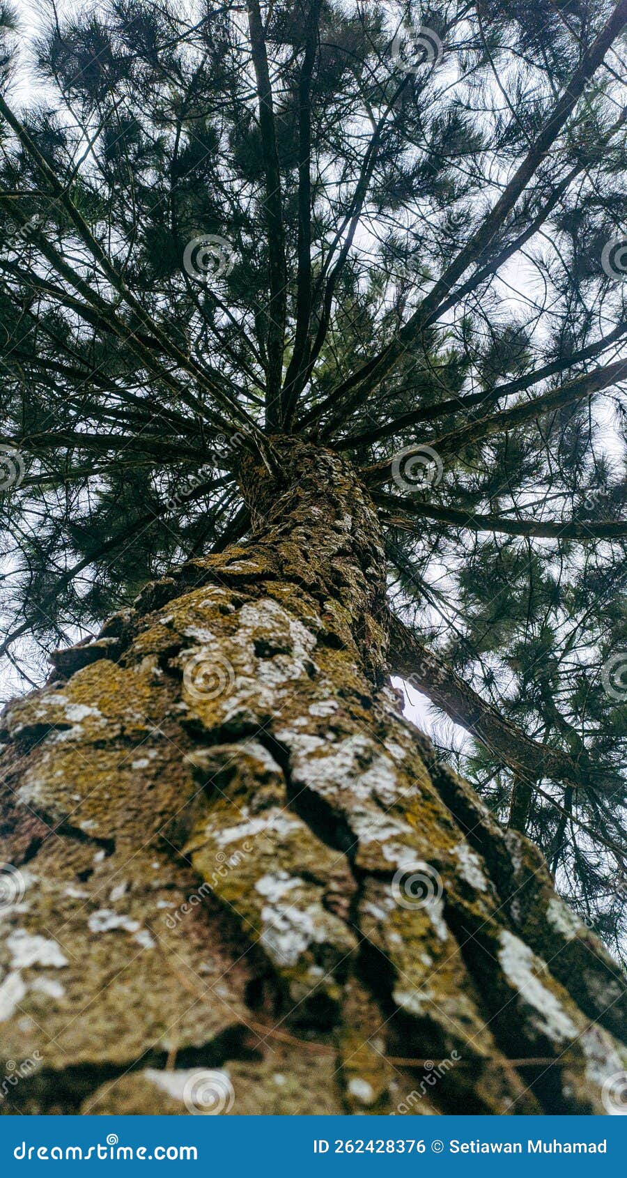 The View of the Fir Trees from Below Looks Very Beautiful Stock Photo ...