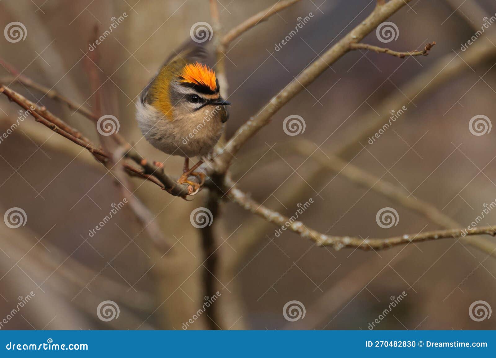 Firecrest Displaying Its Crest. Stock Photo - Image of bird, winter ...